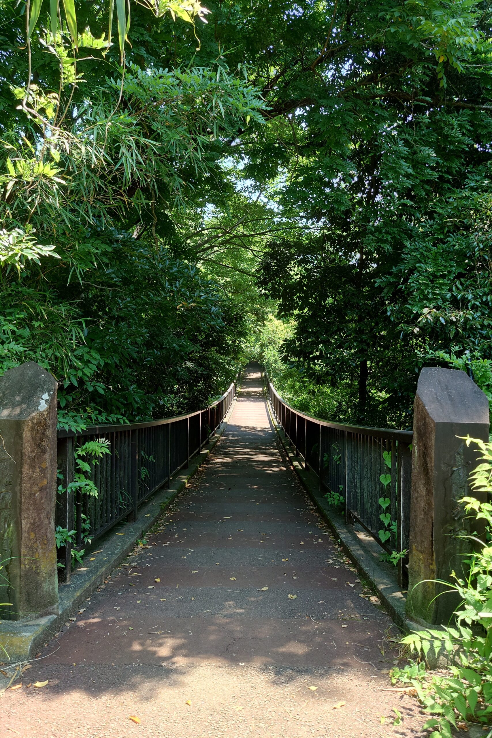 【2025年7月3日(木)開催】森林セラピー『くずは峡谷コース』参加者募集 | OMOTAN｜【公式】表丹沢/秦野の観光・お出かけ・イベント情報サイト